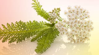 Knowledge - Moraz - Extract | Nature