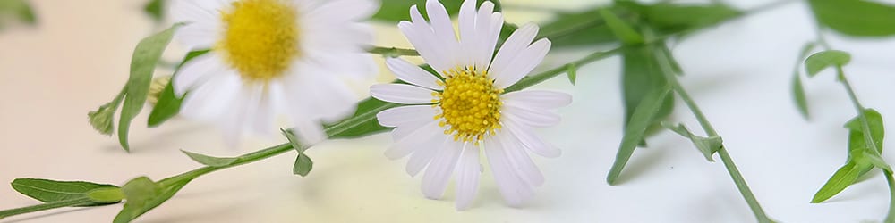 Chamomile - Moraz - Extract | Nature