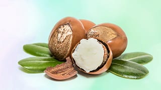 Knowledge - Moraz - Extract | Nature