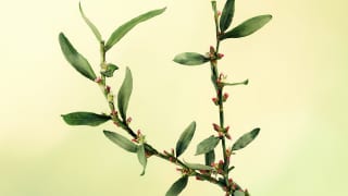 Knowledge - Moraz - Extract | Nature