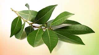 Knowledge - Moraz - Extract | Nature