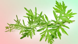 Knowledge - Moraz - Extract | Nature