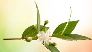 Knowledge - Moraz - Extract | Nature