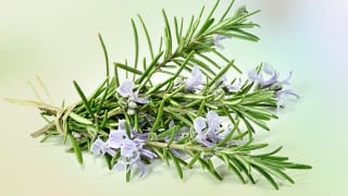 Knowledge - Moraz - Extract | Nature