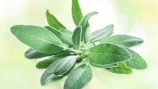 Knowledge - Moraz - Extract | Nature