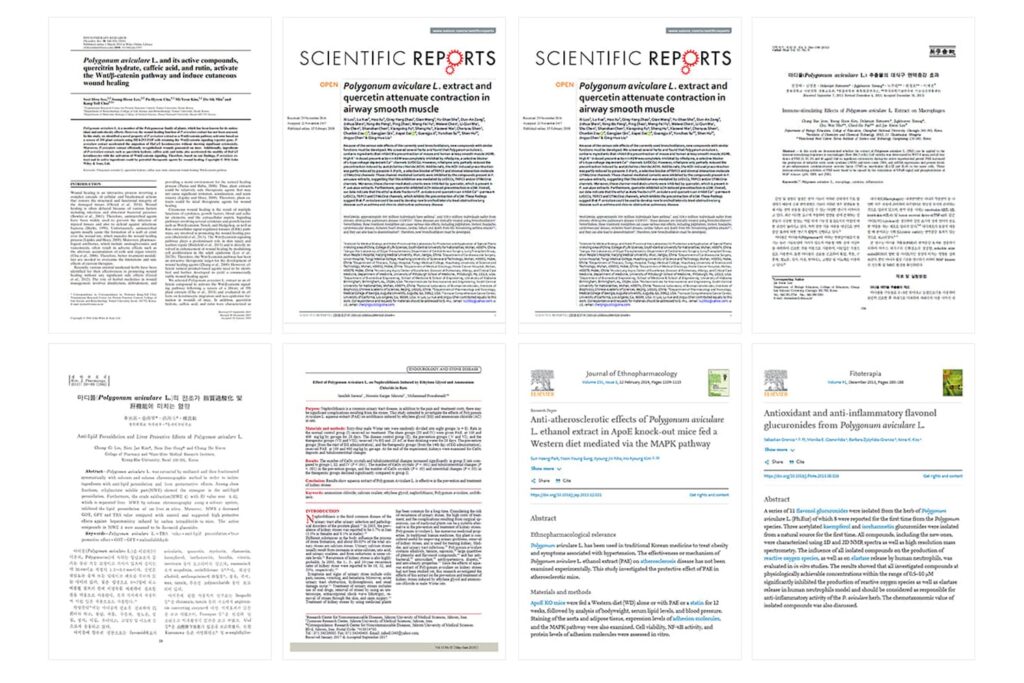 Polygonum - Moraz Herbal Extracts