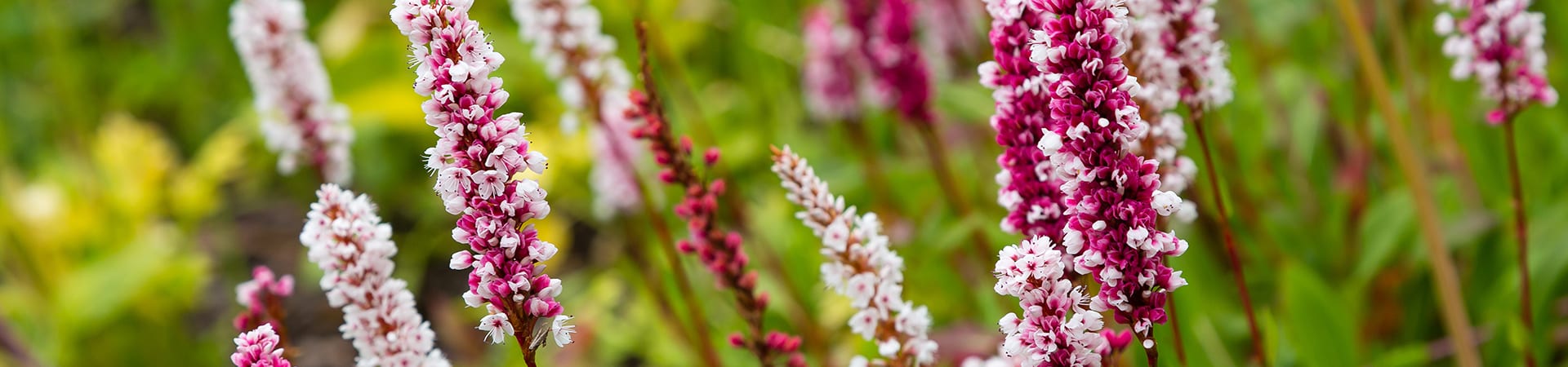 Polygonum - Moraz Herbal Extracts